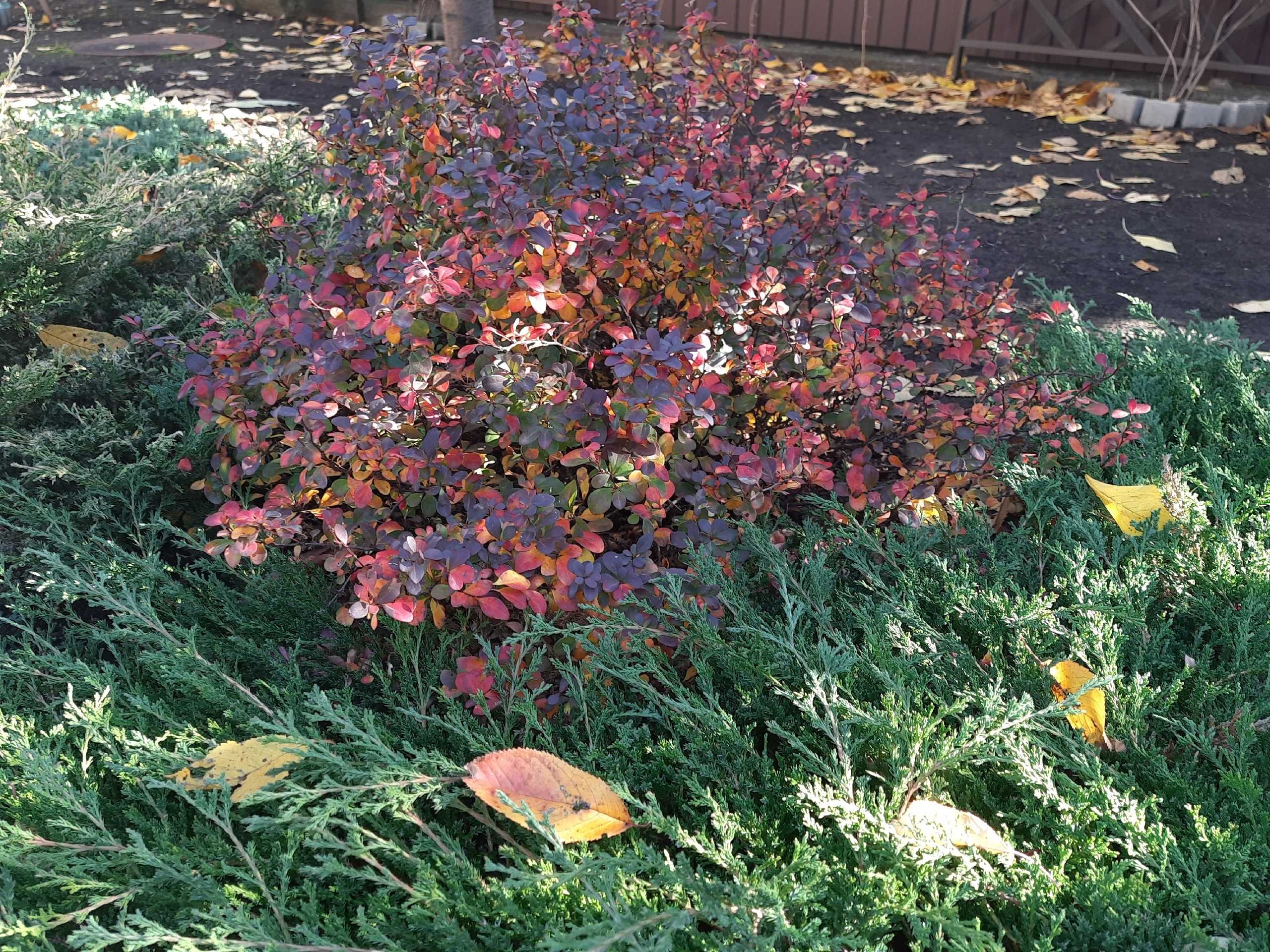 Первая неделя ноября в Шахтах будет прохладной и без осадков » DonDay - новости Шахты ...